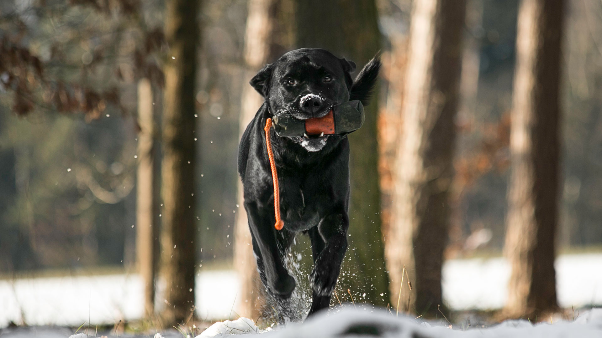 Preise - HundeInstinkt
